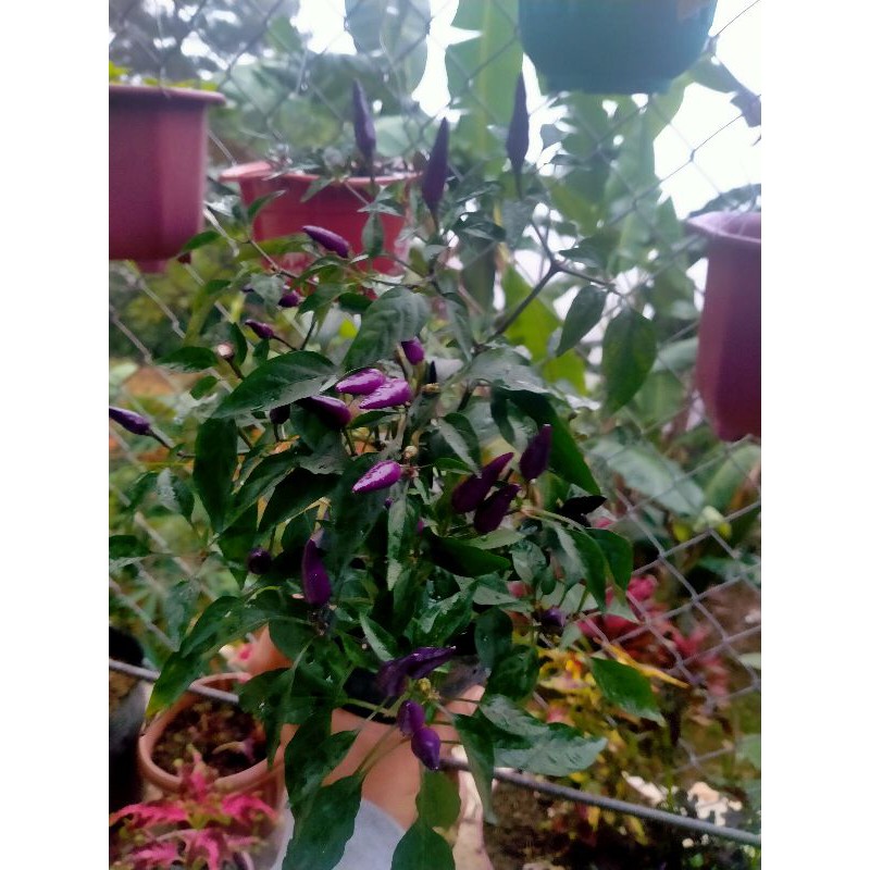 Korean Sili / Purple sili (Luzon only) OP | Lazada PH