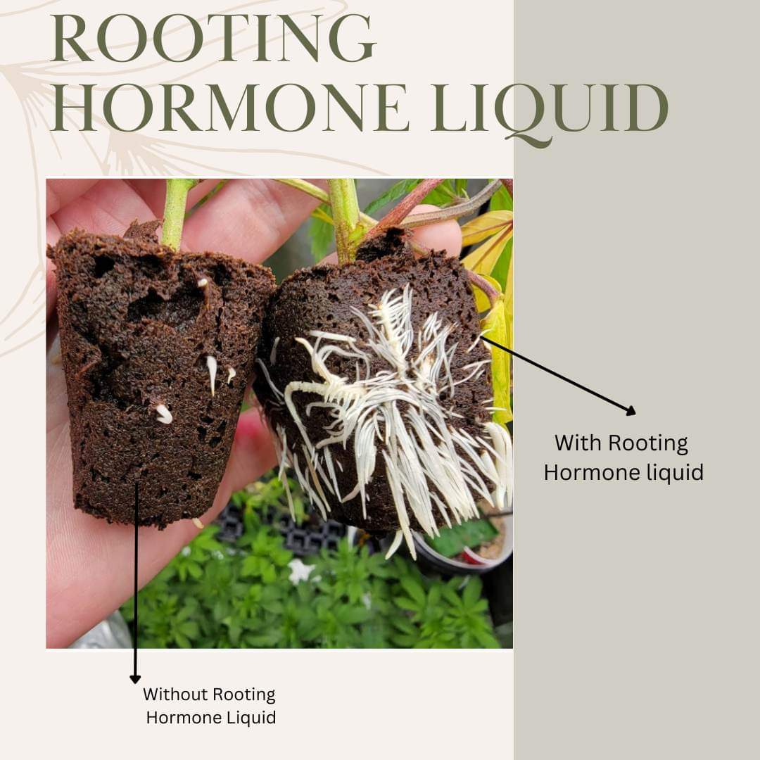 ROOTING HORMONE LIQUID HELPS TO GROW ROOTS IN PLANTS FASTER 50ML ...