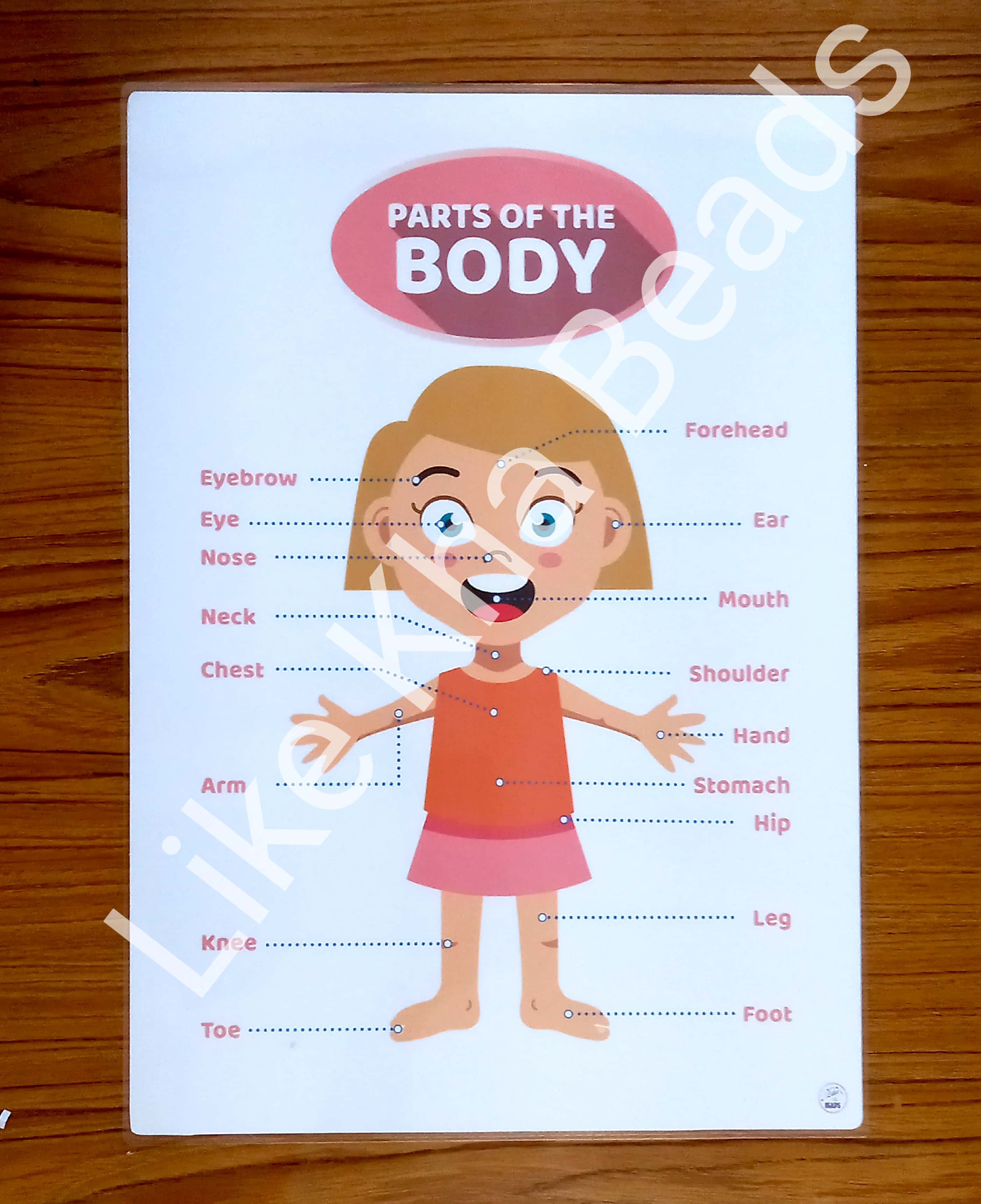 Laminated Big chart Parts of the Body (Boy Girl) Educational Chart for ...