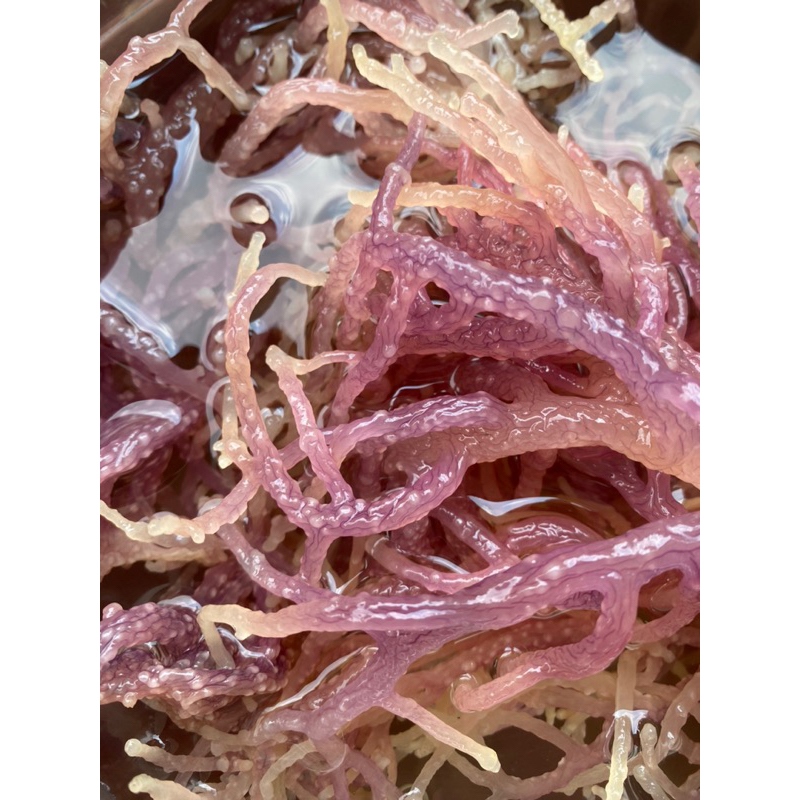 Medicinal Algae ☘︎ Dr. Sebi Sea Moss Gel Irish Moss Ⓥ 220ml. Organic ...