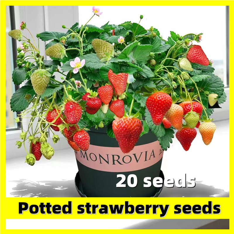 Potted Strawberry Seed - 盆栽草莓种子 20 Seeds High Germination Edible Bonsai ...