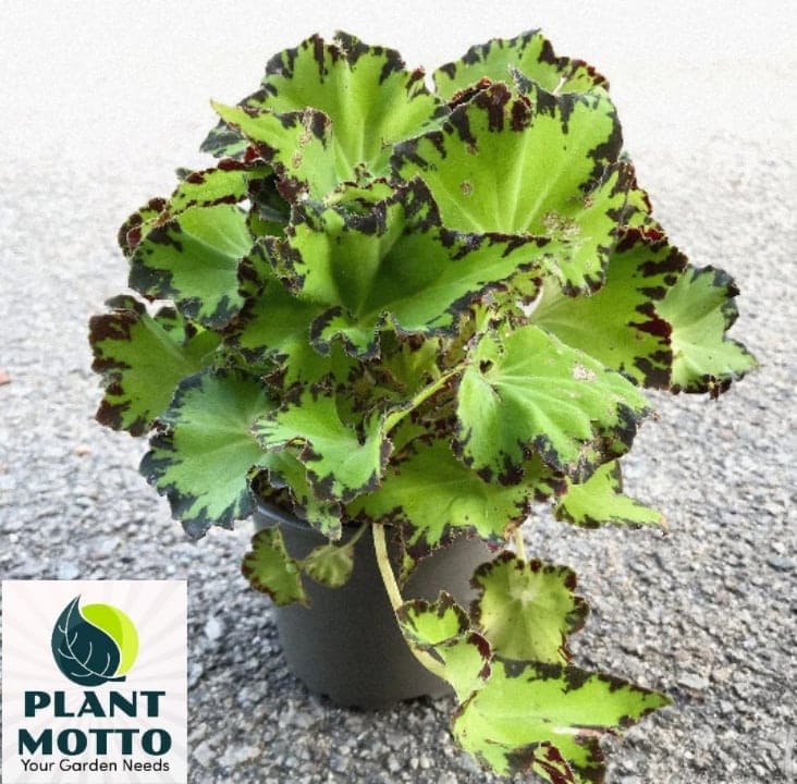 Begonia River Nile Plant with FREE white plastic pot, pebbles and ...