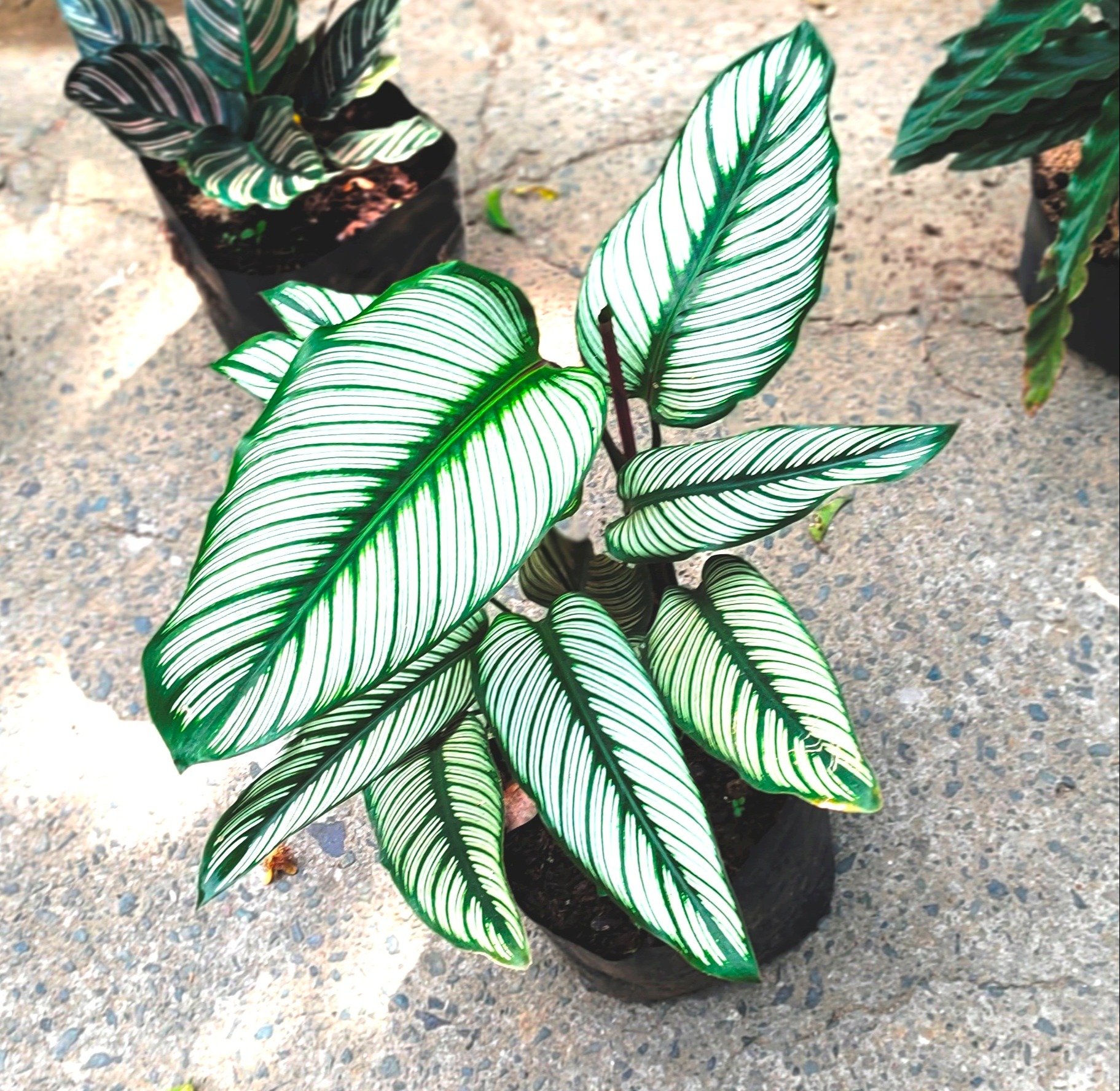 Calathea Pin-Stripe (White Stripes) Indoor/Outdoor Plant - Medium Size ...