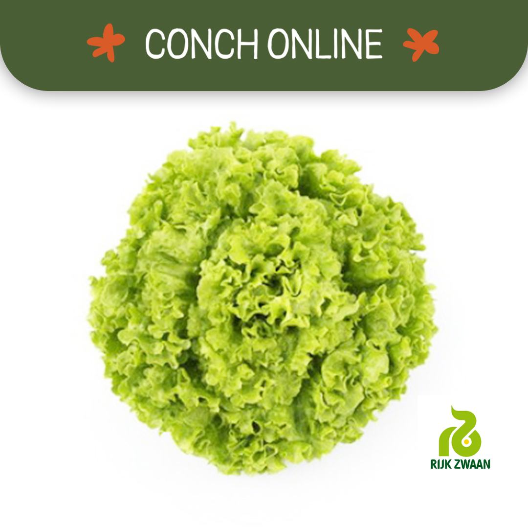 Olmetie Rijk Zwaan Green Batavia Lettuce Seeds Repacked 50pcs | Lazada PH