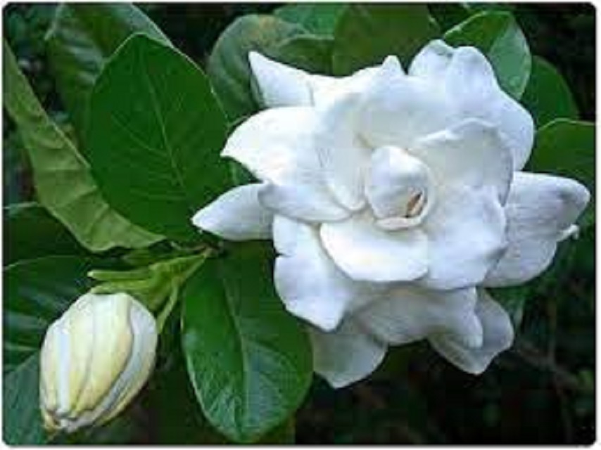 GARDENIA "ROSAL" live plant (Gardenia angustifolia) FLOWERING STAGES ...