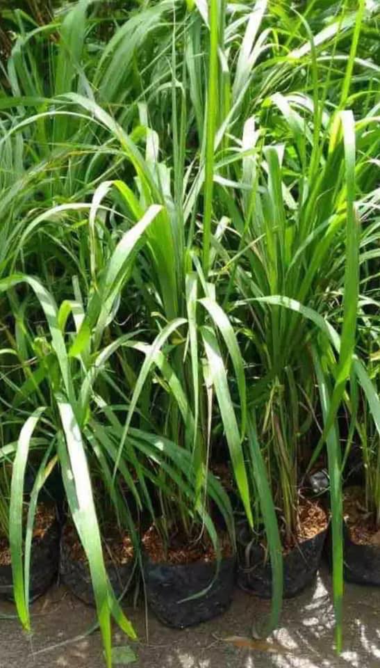 Citronella Plant In Tagalog
