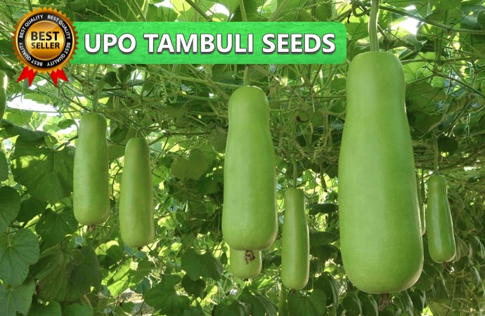 SULIT PACK! F1 UPO TAMBULI (10pcs seeds) SUPER LONG/BOTTLE GOURD/HIGH ...