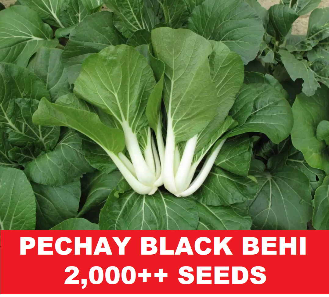 *INTRODUCTORY SALE!!!* PECHAY BLACK BEHI 2,000++ SEEDS (CONDOR) | Lazada PH