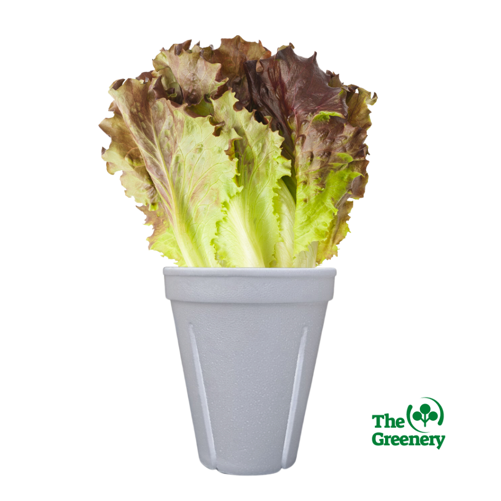 Slitted Styrofoam Cup Planters For Hydroponics | Lazada PH