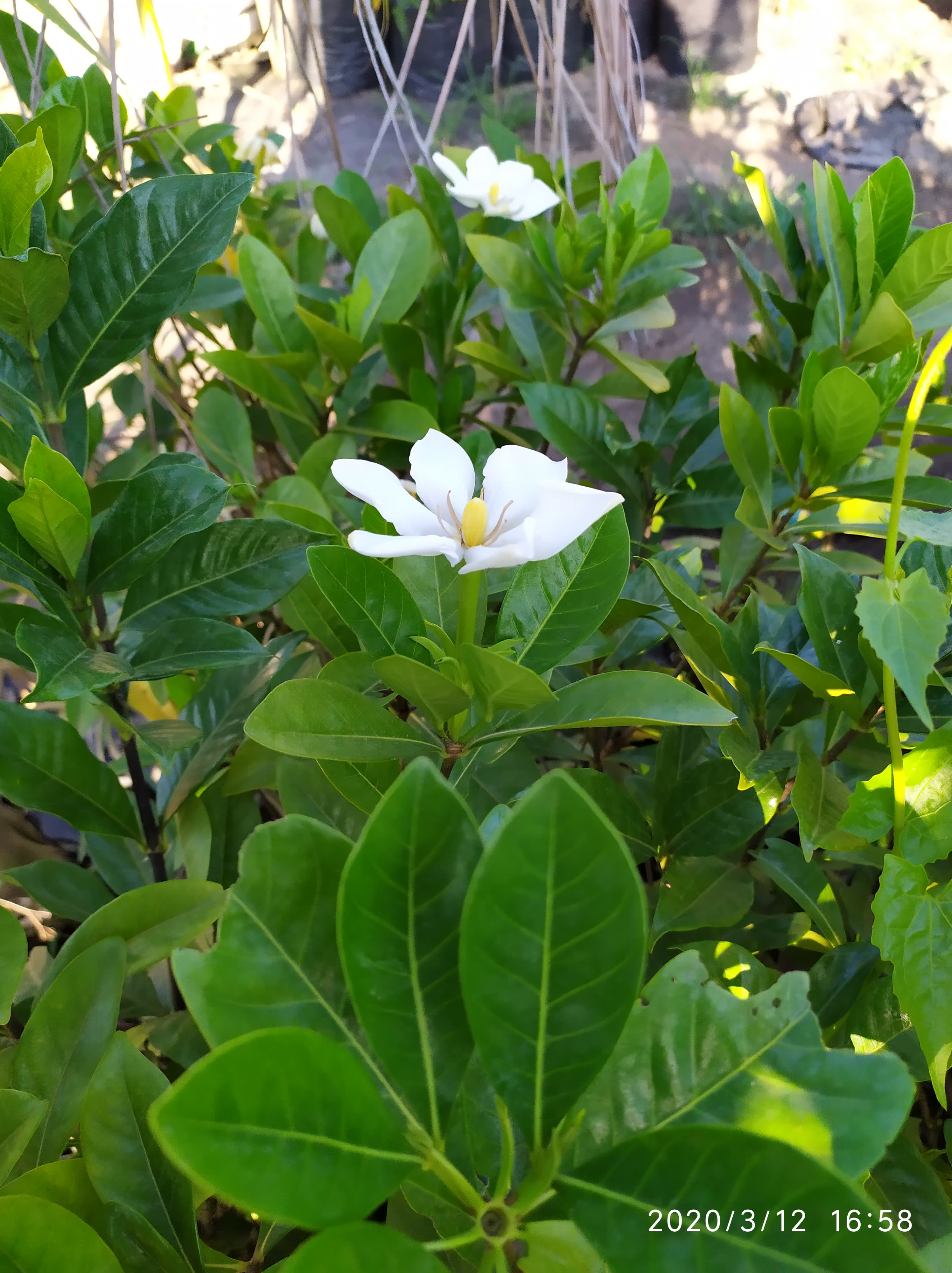 Rosal plant live - local | Lazada PH