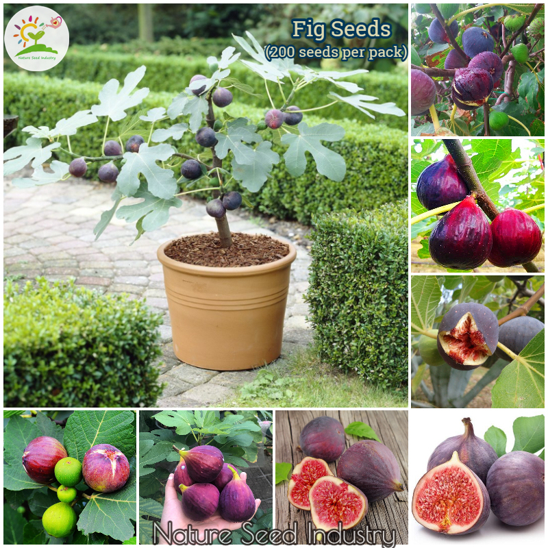 [Fast Germination] High Quality Rare Fig Seeds for Sale - 200pcs Seeds ...