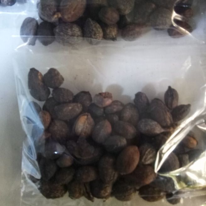 Coffee Barako seeds for planting 50pcs | Lazada PH