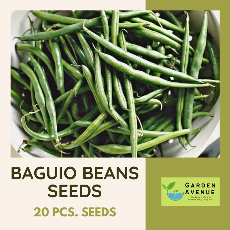 50 Seeds (buy 2 get 1 free) Baguio Beans for Sale Easy To Planting In ...