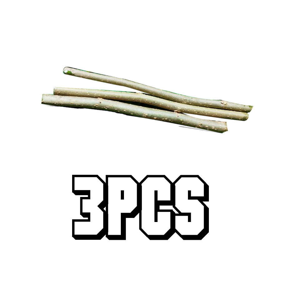 QUIN SAVIE MULBERRY ILLINOIS CUTTINGS - Mulberries are the fruits of ...