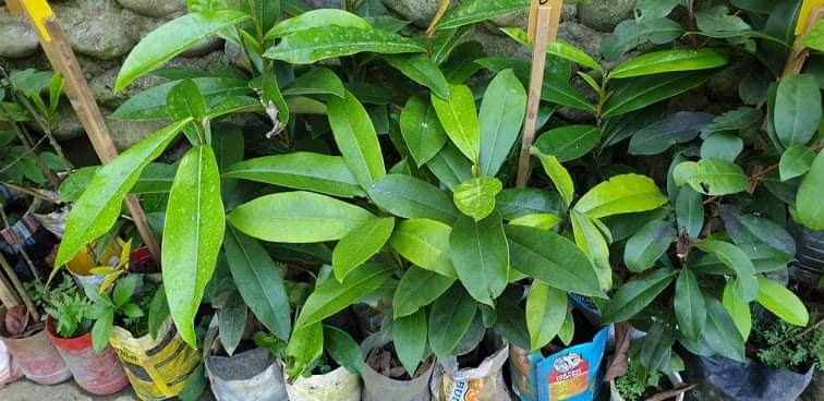 Mabolo Tree Seedlings | Lazada PH