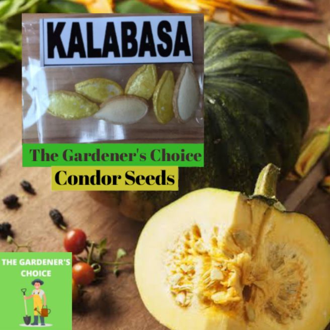 Kalabasa Seeds | Lazada PH
