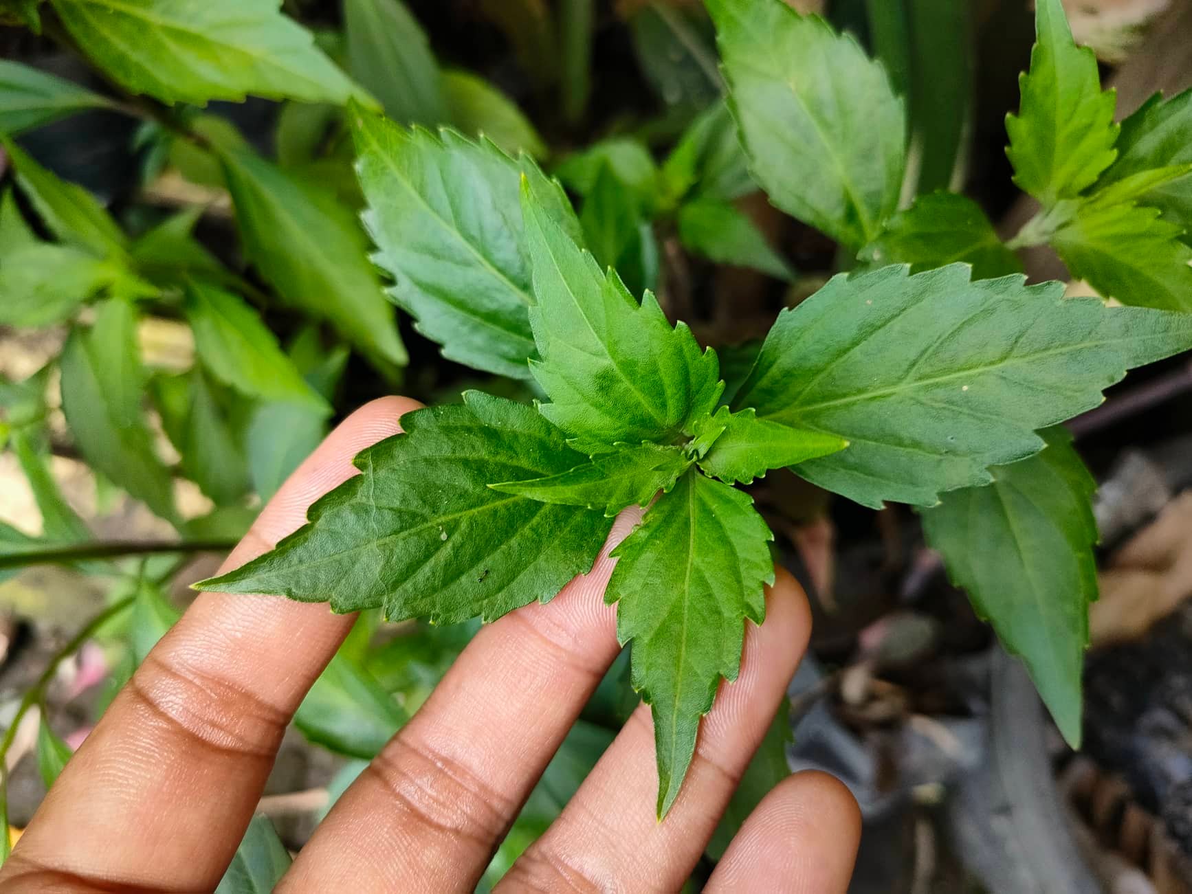 Taheebo / Cat's Whiskers Balbas Pusa Plants-Live Plant-Ornamental Plant ...