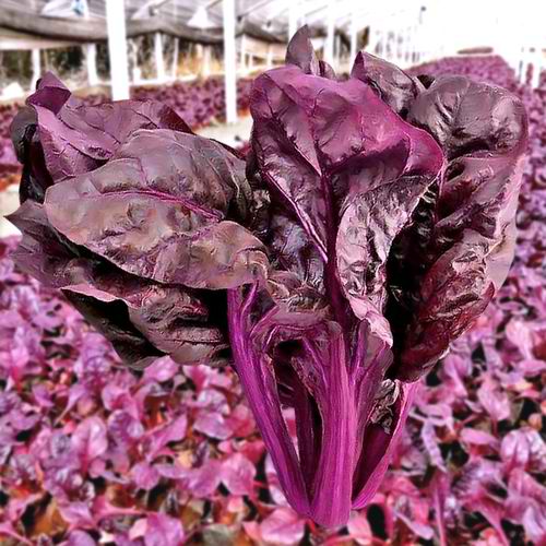 Purple Passion Mountain Spinach Vegetable Seeds ( 300 seeds ) - Basic ...