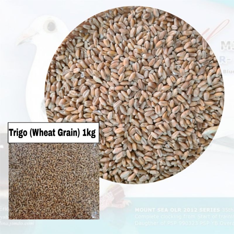 Trigo (Wheat Grain) 1kg | Lazada PH