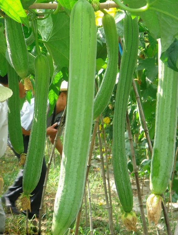 FAMILIFE (30 seeds) Loofah/Patola Vegetable Seeds/Sponge Gourd ...