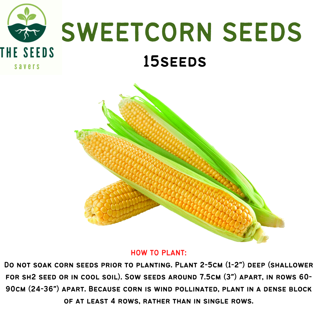 SWEET CORN SEEDS (Super Sweet) 15pcs | Lazada PH