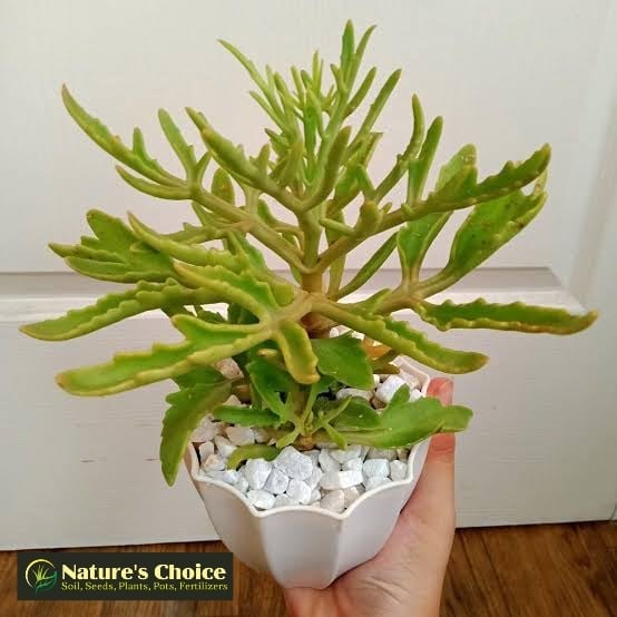 Chicken Feet Succulent (Kalanchoe Laciniata) with FREE garden soil ...
