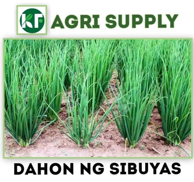 HIGH YIELDING ONION LEAVES EASY TO GROW VEGETABLE SEEDS (APPROX. 150 ...