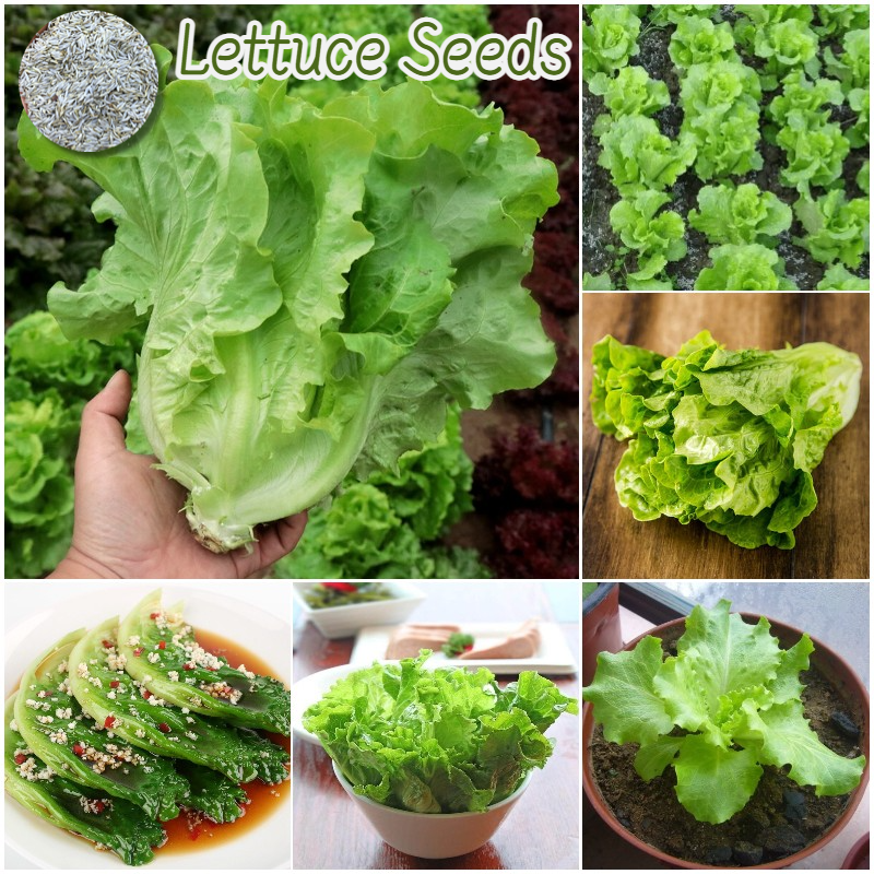 [Easy to grow in the Philippines] Italian Lettuce Seeds for Hydroponic ...
