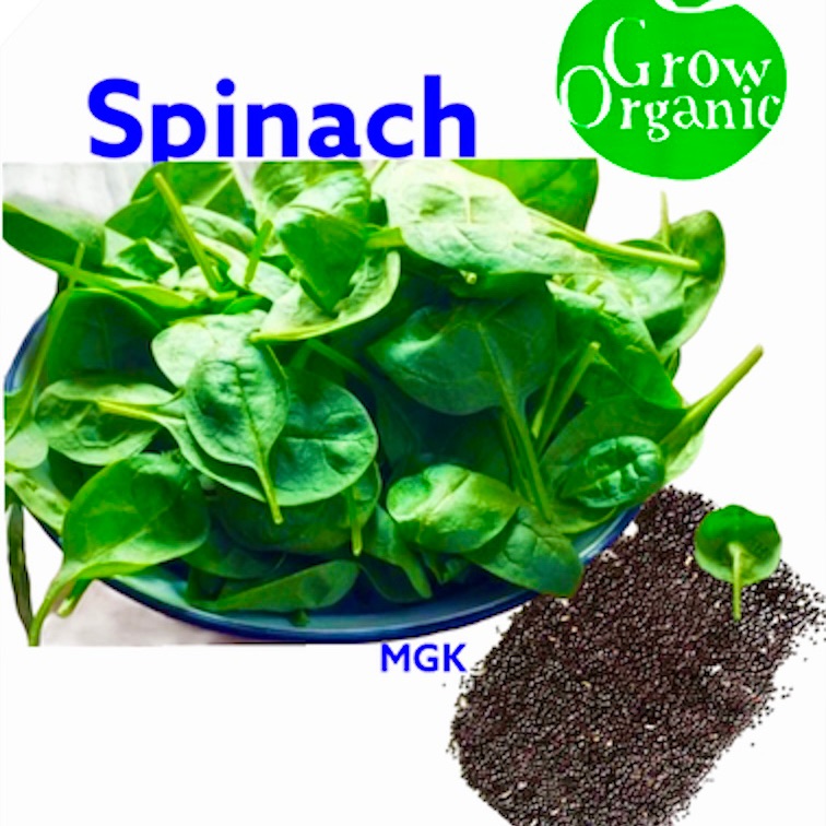 SPINACH repack appx80pcs w/ FREE FERTILIZER | Lazada PH