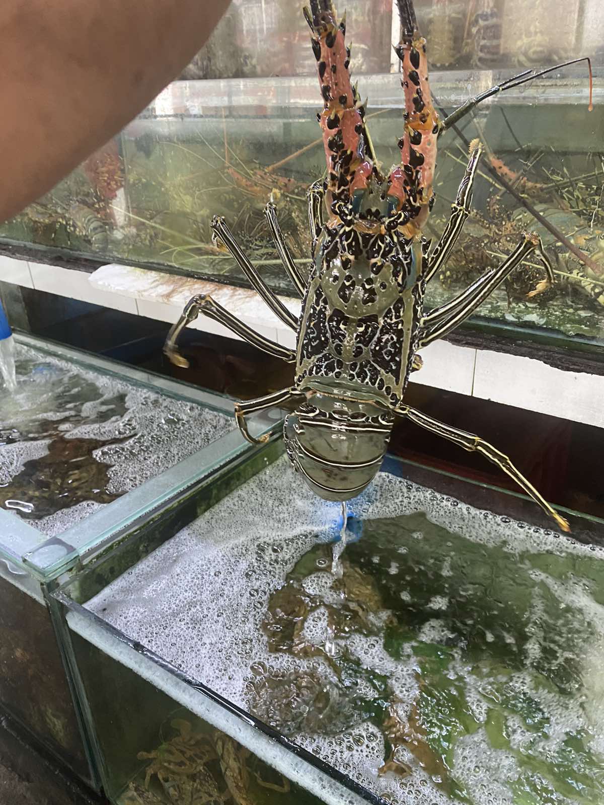 Live Lobster | Lazada PH