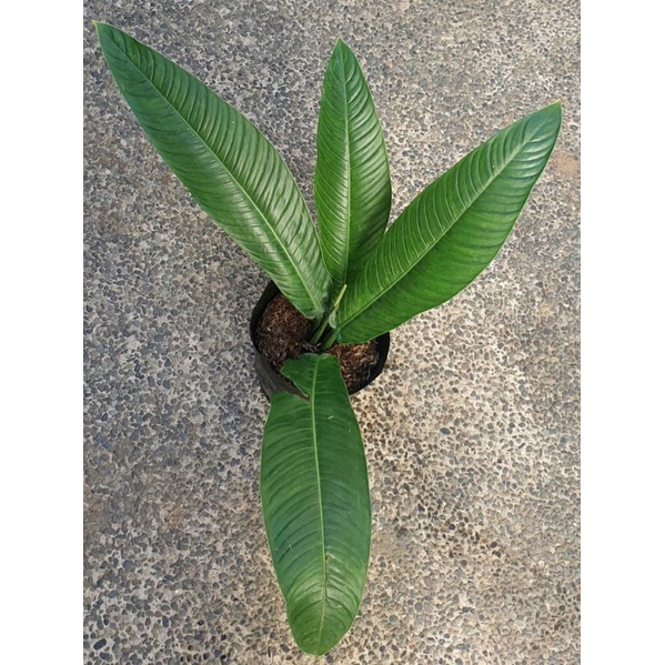 Philodendron campii 'Lynette' Plants+#I | Lazada PH