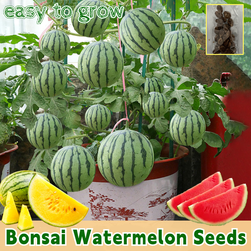 [Easy to grow in Malaysia] Fresh Watermelon Seeds Fruit Seeds for ...