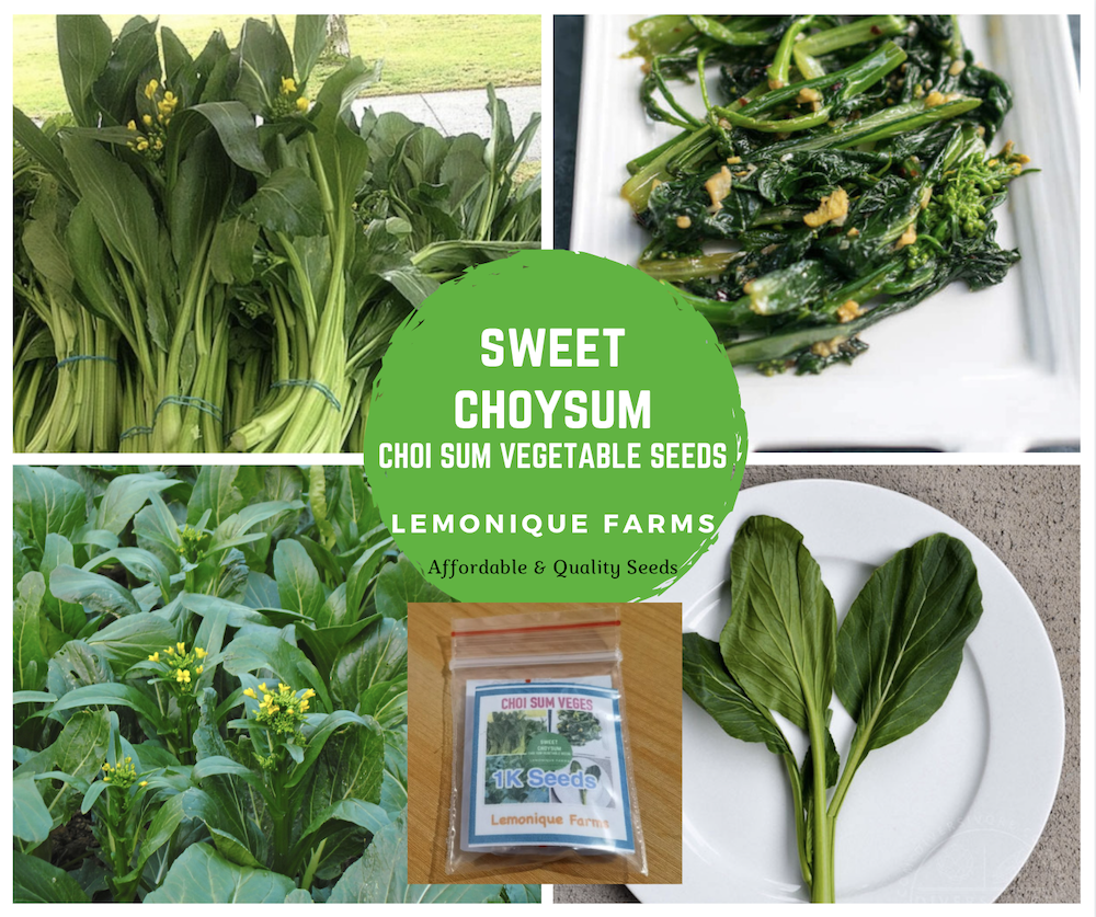 choi sum vegetable seeds | sweet choysum | yu choy sum | flowering pak choi | choi sum seeds ...