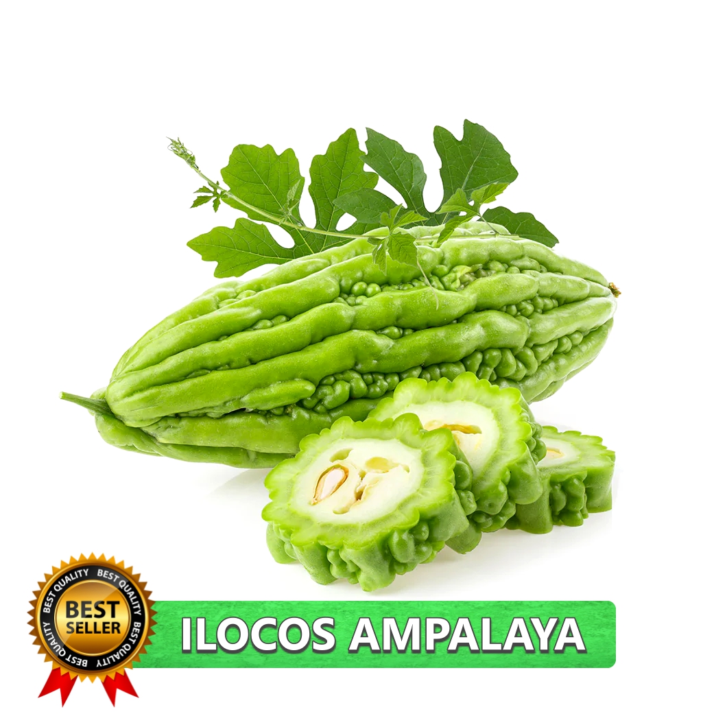 10PCS SEEDS - AMPALAYA ILOCOS/NATIVE SEED/ROUND BITTERGOURD/EASY TO ...