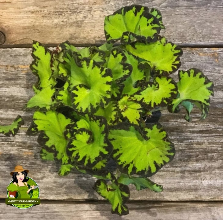 Begonia Jive (Holland Rare Begonia) with FREE white plastic pot ...
