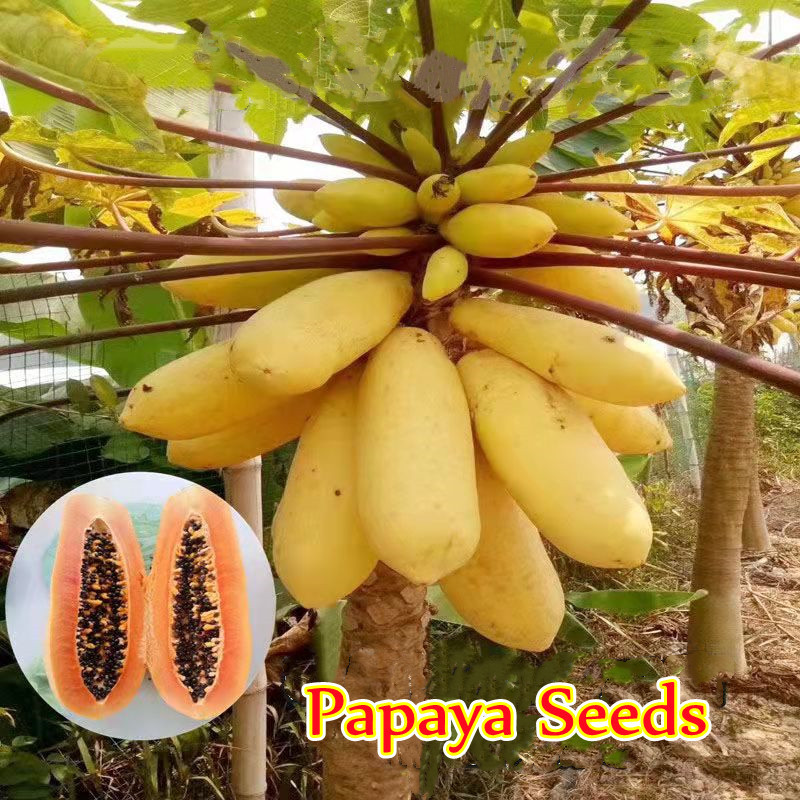 [Fast Growing] Dwarf Papaya Seeds（10 Pcs Per Pack）Heirloom Variety ...