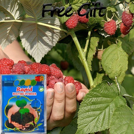 Philippine Wild Raspberry 50 Seeds/ Sapinit | Lazada PH