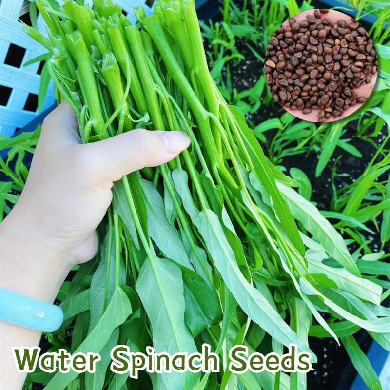 [Easy to grow in Philippines] High Yield Water Spinach Seeds Vegetable ...