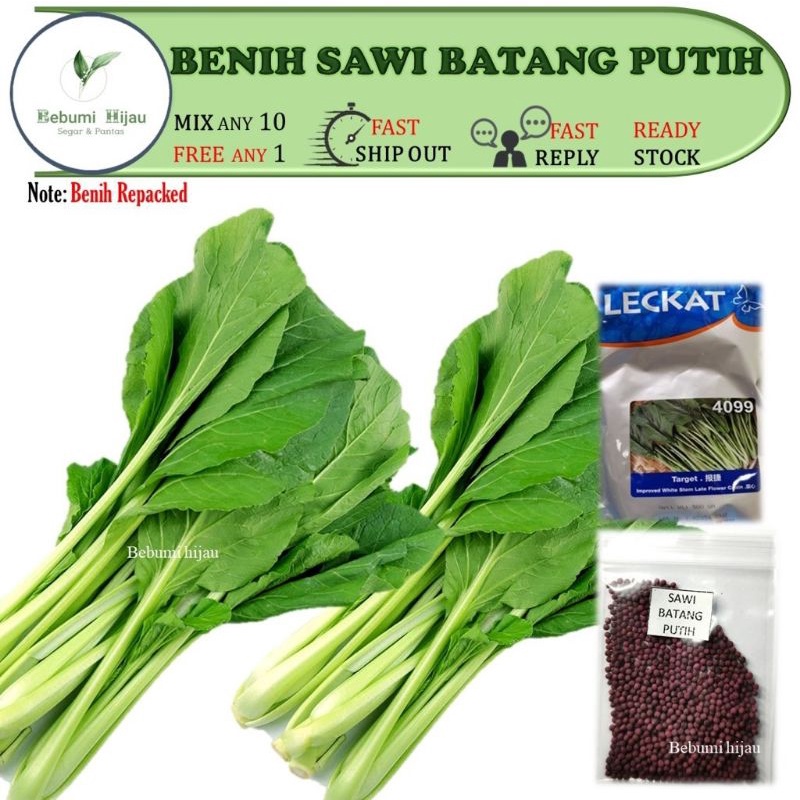 2 gram Benih SAWI BATANG PUTIH seeds | Lazada