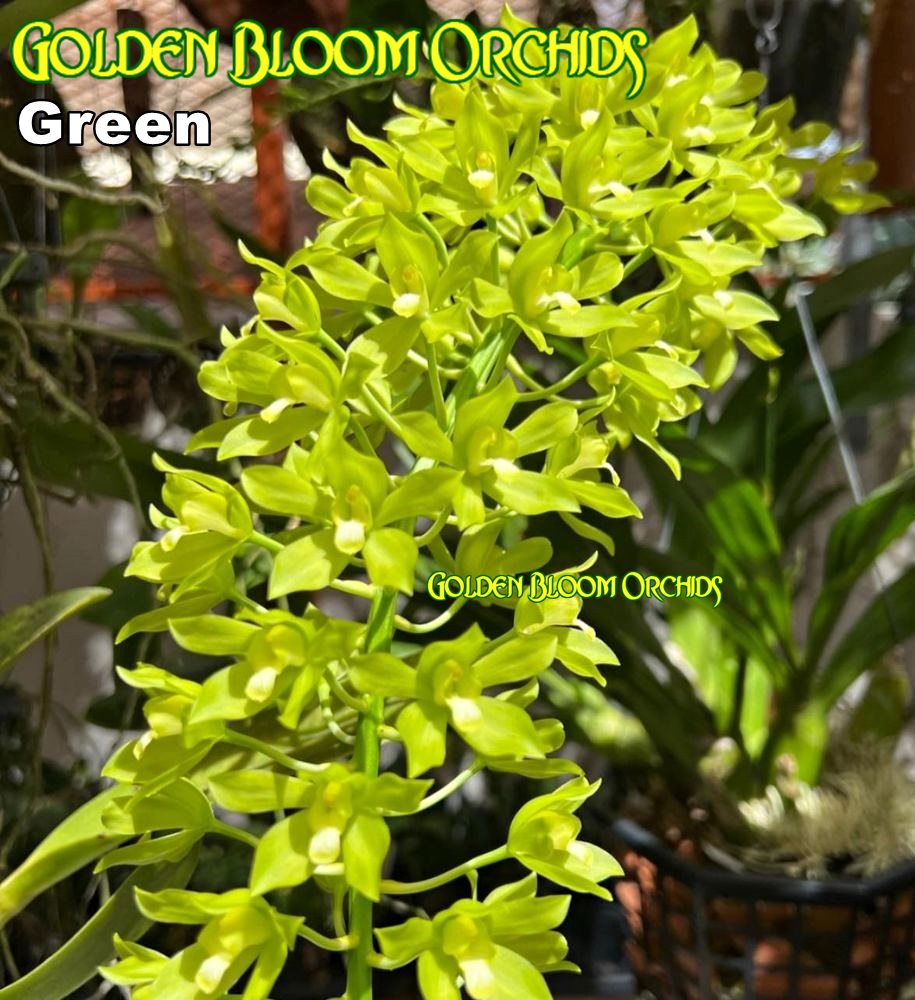 GBO Katrina: Grammatophyllum | Blooming Size | Gramma Orchids | Lazada PH