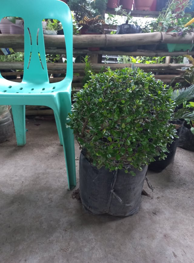 ROUND and DIFFERENT DESIGN TSAANG GUBAT - ROOTED OUTDOOR PLANT FOR ...