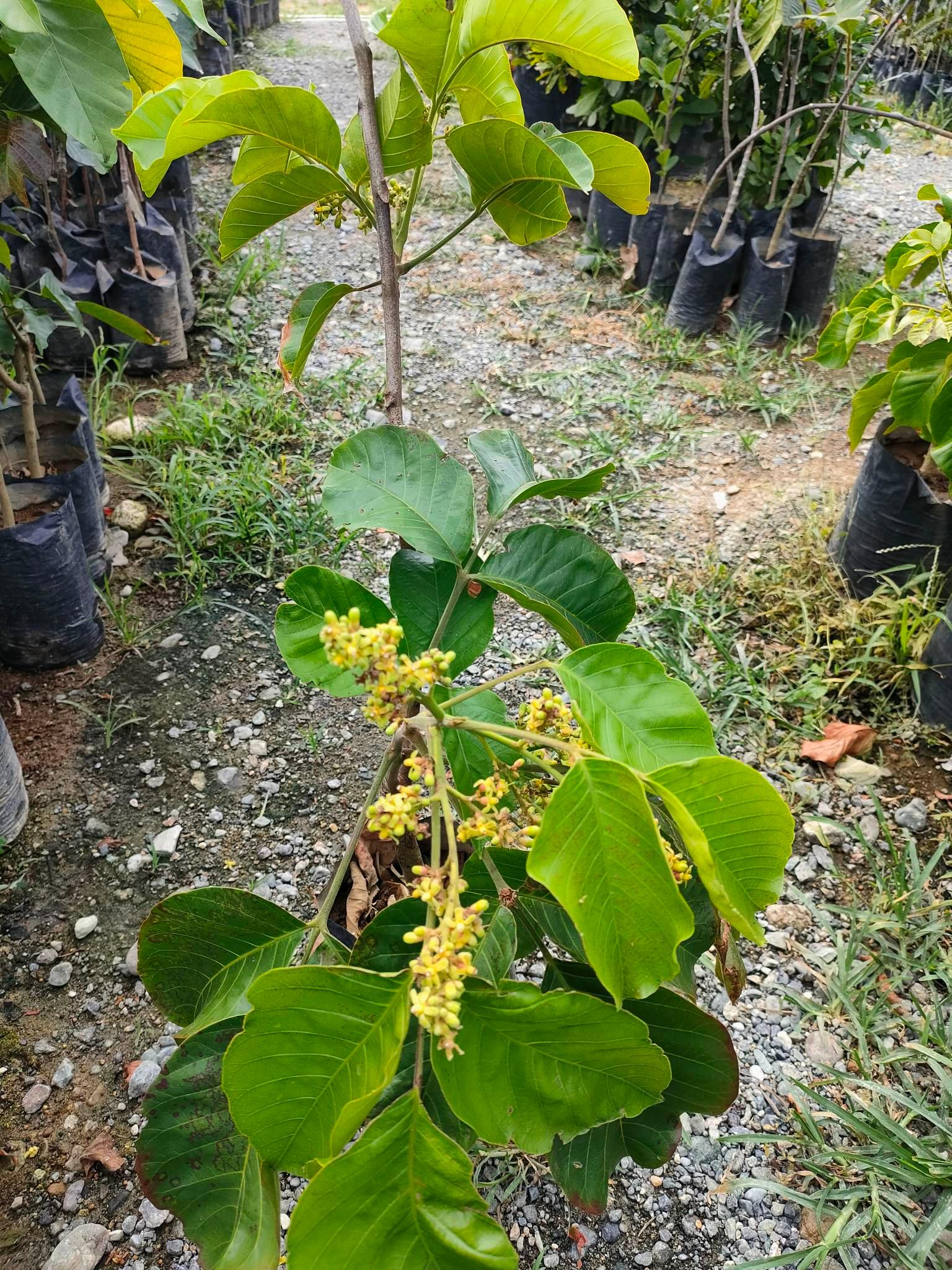 Santol Tree Live or Real Plants Outdoor Plant Ready to Plant | Lazada PH