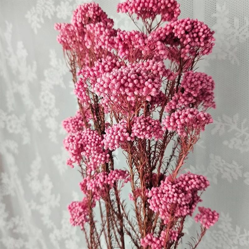 Dried Rice Flower Preserved Real Flower | Dried Memories PH | Lazada PH