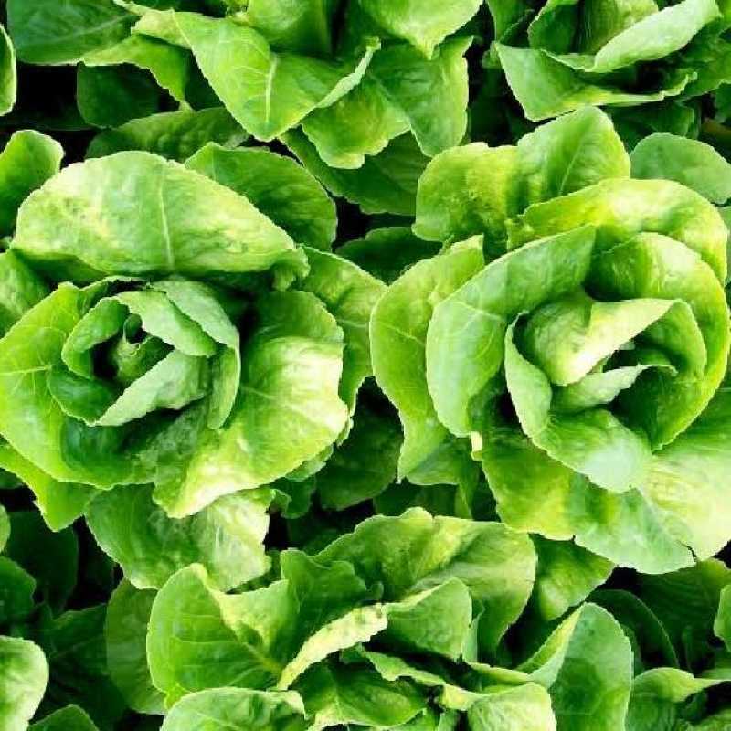 Benih Sayur Romaine Lettuce Selada Romaine seeds | Lazada PH