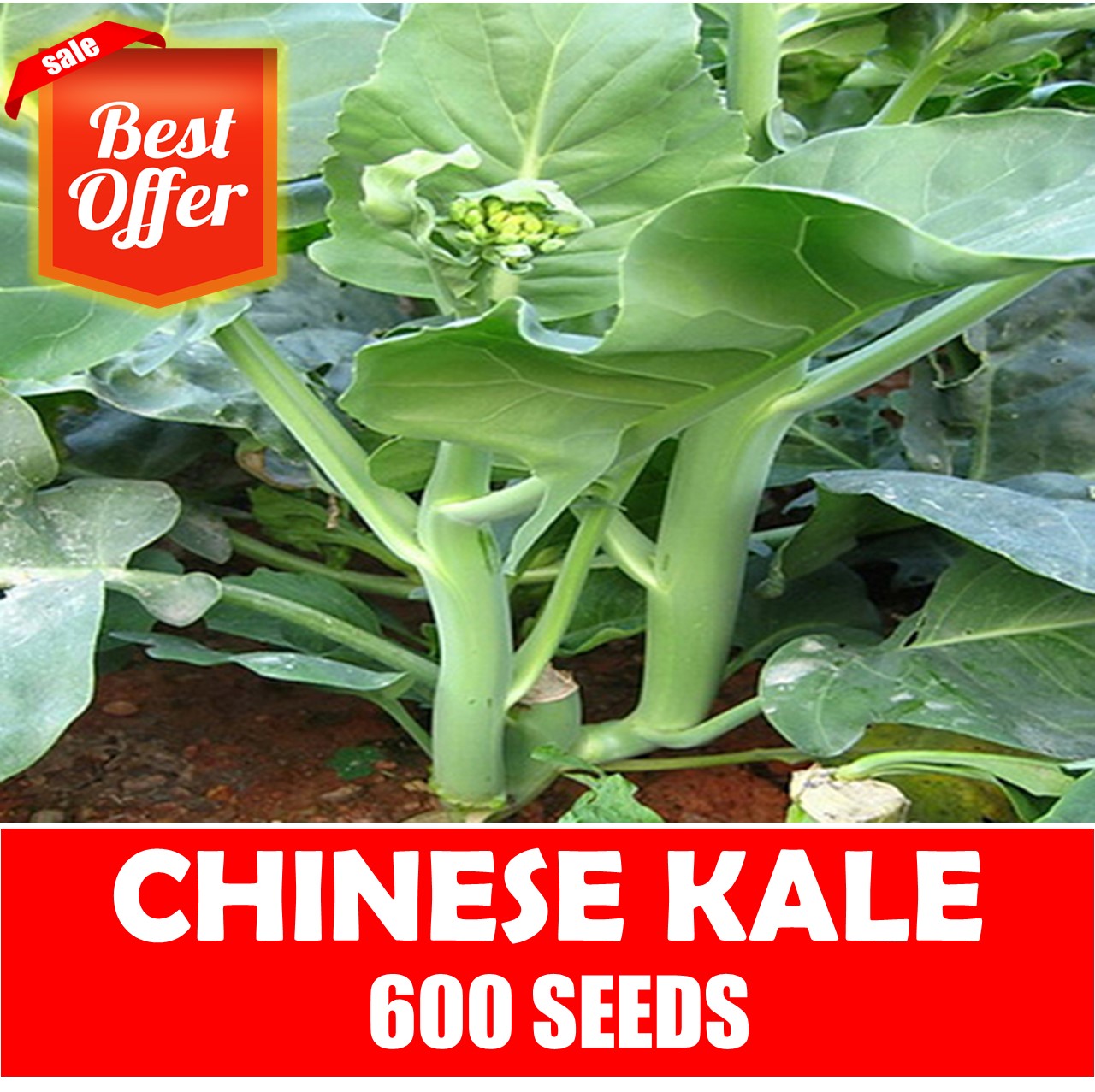 Chinese Kale Seeds - Vegetable Seeds | Lazada PH