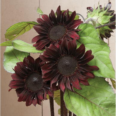 10 Dark red sunflower seeds | Lazada PH