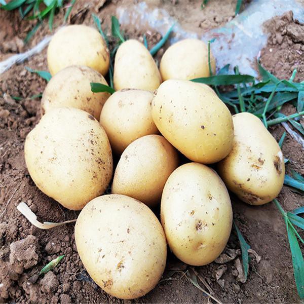 Vegetable Seeds Yellow Potato plants Bonsai Tree Vegetable for home and ...