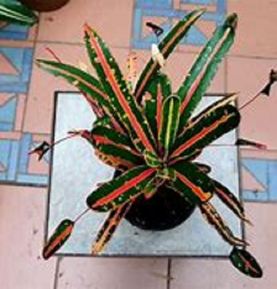 Victoria Gold Bell CROTON LIVE PLANT | Lazada PH