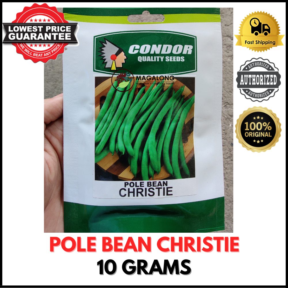 CONDOR SEEDS - BEAN SEEDS - POLE BEAN CHRISTIE 10 GRAMS | Lazada PH