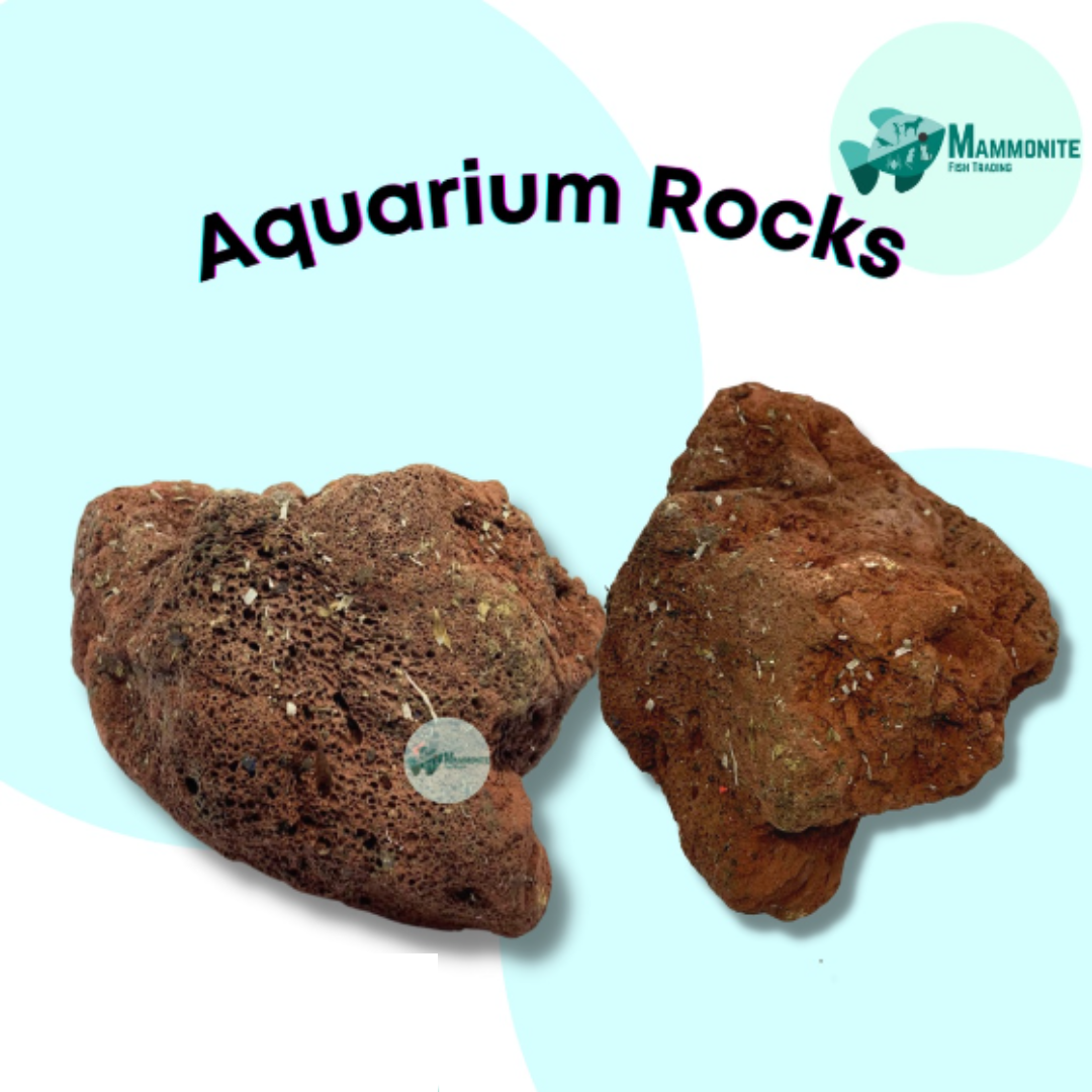 Aquarium Red Volcanic Rock Stone Pebble for Aquascaping PER KILO ...